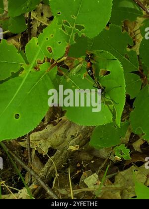 Antlered Crane Fly (Tanyptera dorsalis Stock Photo - Alamy
