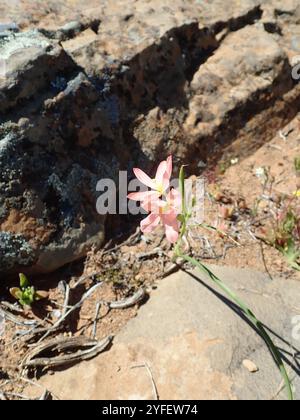 Two-leaved Cape tulip (Moraea miniata Stock Photo - Alamy