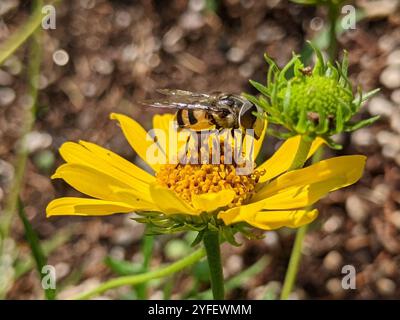 Yellow-spotted Bromeliad Fly (Copestylum avidum Stock Photo - Alamy