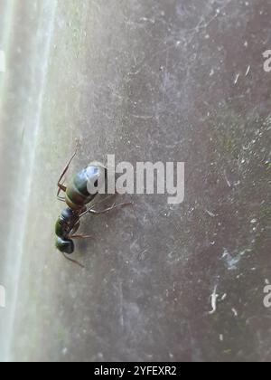 Nearctic Carpenter Ant (Camponotus nearcticus Stock Photo - Alamy