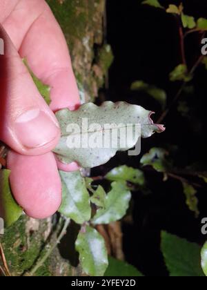 Māpou (Myrsine australis Stock Photo - Alamy