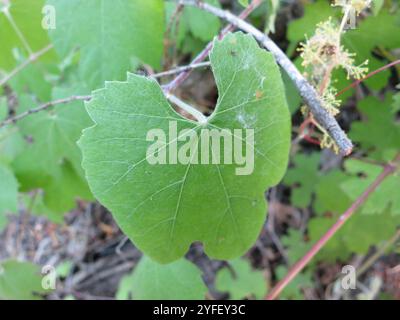 desert wild grape (Vitis girdiana) Plantae Stock Photo - Alamy