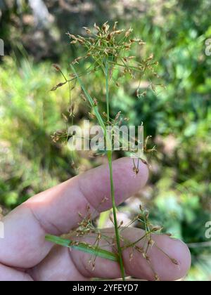 mingled beaksedge (Rhynchospora mixta Stock Photo - Alamy