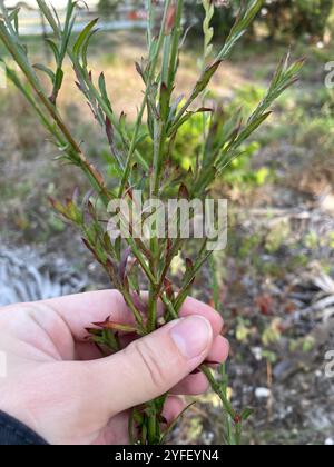 Southern Beeblossom (Oenothera simulans Stock Photo - Alamy