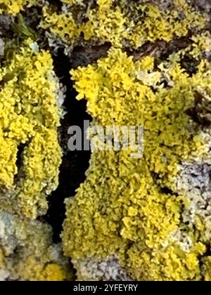 Candleflame Lichen (Candelaria concolor Stock Photo - Alamy