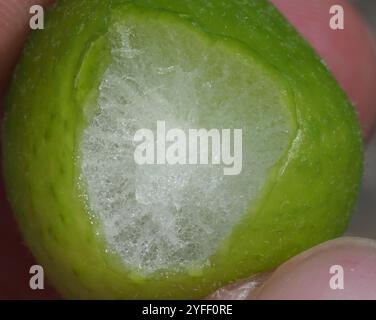 Spongy Oak Apple Gall Wasp (Amphibolips confluenta) Insecta Stock Photo ...