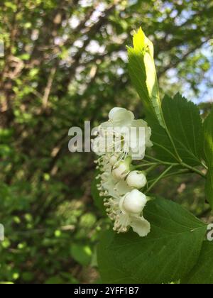 Brainerd's Hawthorn (Crataegus brainerdii Stock Photo - Alamy