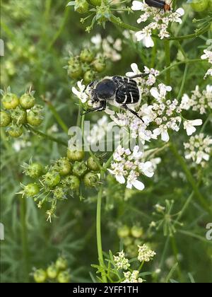 Texas Flower Scarab (Trichiotinus texanus Stock Photo - Alamy