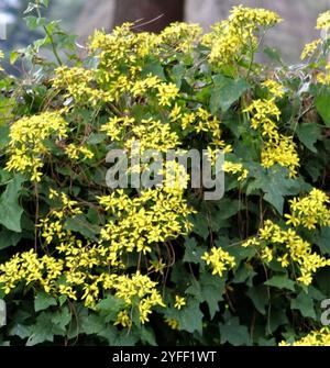 Canary creeper (Senecio tamoides Stock Photo - Alamy
