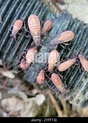 Western Boxelder Bug (Boisea rubrolineata Stock Photo - Alamy