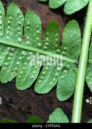 Variable maiden fern (Christella hispidula Stock Photo - Alamy