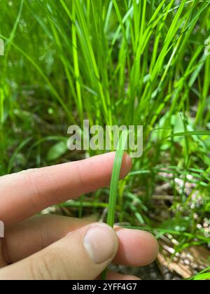 pretty sedge (Carex woodii Stock Photo - Alamy