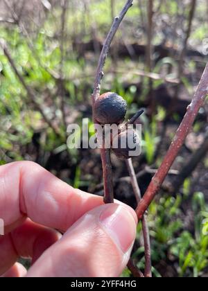 Oak Rough Bulletgall Wasp (Disholcaspis quercusmamma Stock Photo - Alamy
