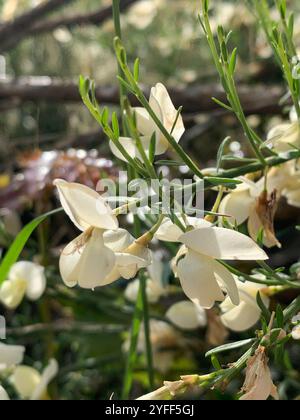 white Spanish broom (Cytisus multiflorus Stock Photo - Alamy