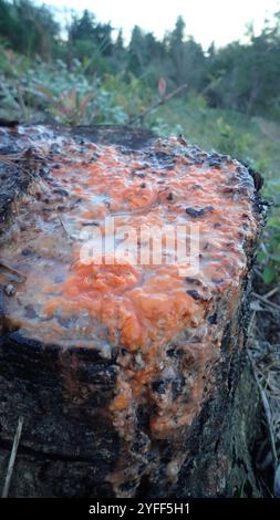 deer vomit (Fusicolla merismoides Stock Photo - Alamy