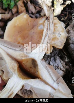 Tawaka (Cyclocybe parasitica Stock Photo - Alamy