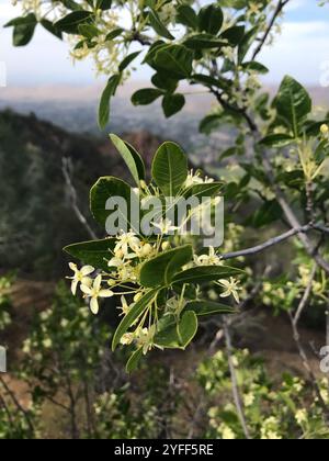 Western Hoptree (Ptelea crenulata Stock Photo - Alamy