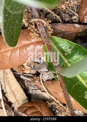 Gopher apple (Geobalanus oblongifolius Stock Photo - Alamy