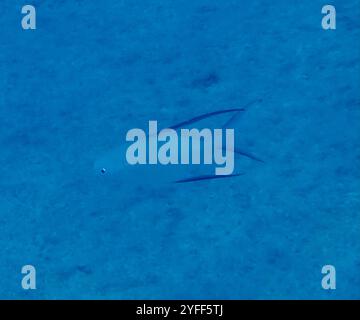 Palometa (Trachinotus goodei Stock Photo - Alamy