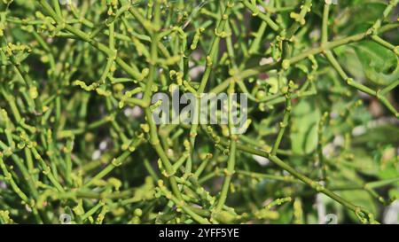 Cape Mistletoe (Viscum capense Stock Photo - Alamy