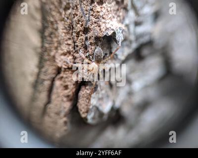 Spiny-legged Sac Spiders (Liocranidae Stock Photo - Alamy