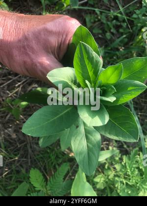 Roughstem rosinweed (Silphium radula Stock Photo - Alamy