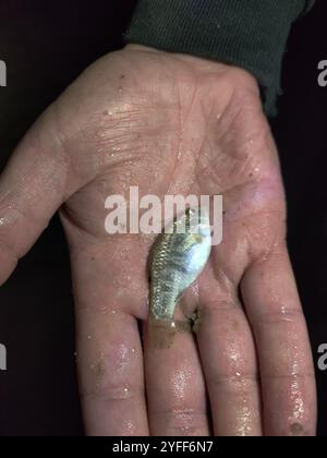 . Sheepshead minnow A S Cyprinodon j variegatus Stock Photo - Alamy