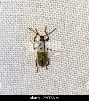 Arborvitae Weevil (Phyllobius intrusus Stock Photo - Alamy