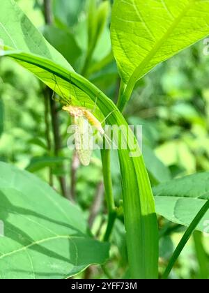 (Stenacron interpunctatum heterotarsale Stock Photo - Alamy