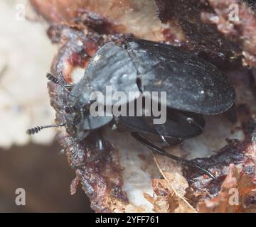 Ridged Carrion Beetle (Oiceoptoma inaequale Stock Photo - Alamy