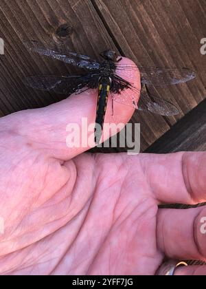 Common Baskettail (Epitheca cynosura Stock Photo - Alamy