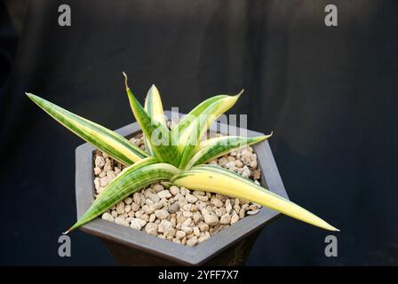 Beautiful sansevieria plant top view, isolated in black background ...