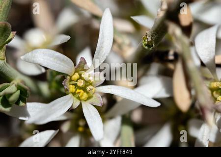 Spiny Greasebush (Glossopetalon spinescens Stock Photo - Alamy