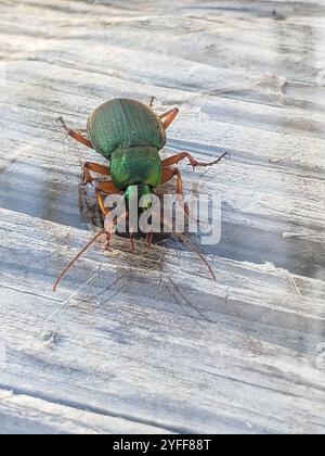 Green Pubescent Ground Beetle (Chlaenius sericeus Stock Photo - Alamy