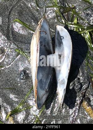 Soft-shelled Clam (Mya arenaria) Mollusca Stock Photo - Alamy