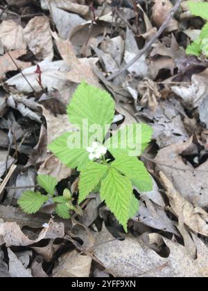 dwarf raspberry (Rubus pubescens Stock Photo - Alamy