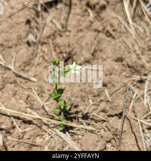 pinks, cactuses, and allies (Caryophyllales Stock Photo - Alamy