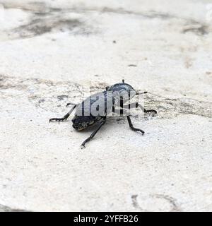 Texas Ironclad Beetle (Zopherus nodulosus haldemani Stock Photo - Alamy