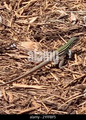 Common Spotted Whiptail (Aspidoscelis gularis Stock Photo - Alamy