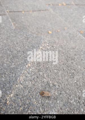 Western Boxelder Bug (Boisea rubrolineata Stock Photo - Alamy