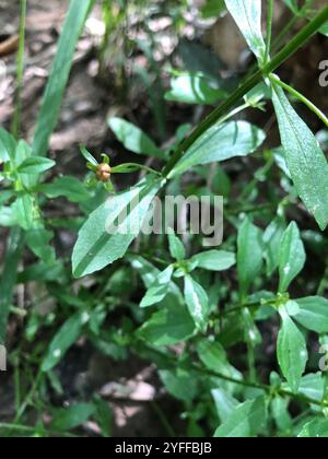 Florida Hedge Hyssop (Gratiola floridana Stock Photo - Alamy
