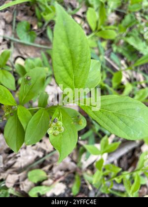 Running Strawberry-bush (Euonymus obovatus Stock Photo - Alamy