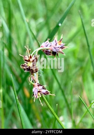 Field woodrush (Luzula campestris Stock Photo - Alamy