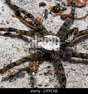 White Banded Fishing - Dolomedes albineus - top dorsal view isolated on ...