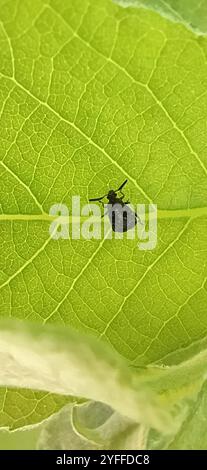 Pea and Bean Weevils (Bruchinae Stock Photo - Alamy