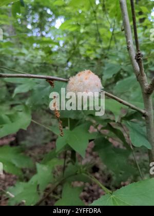 Wool Sower Gall Wasp (Callirhytis seminator Stock Photo - Alamy