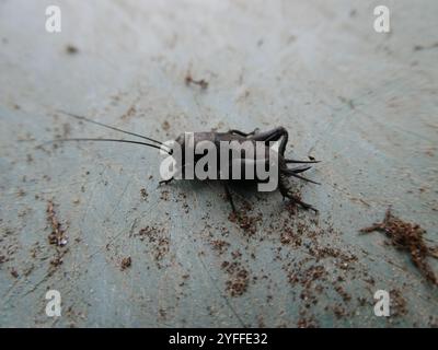Spring Field Cricket (Gryllus veletis Stock Photo - Alamy