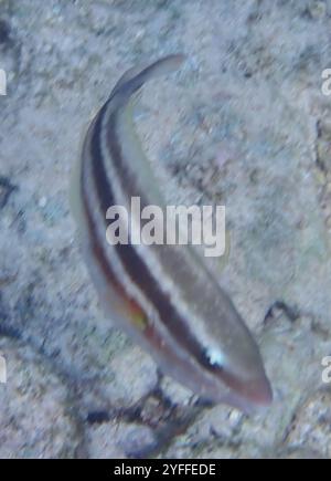 Striped Parrotfish (Scarus iseri Stock Photo - Alamy