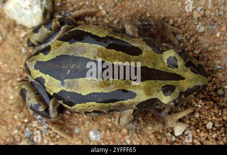 Senegal Running Frog (Kassina senegalensis Stock Photo - Alamy