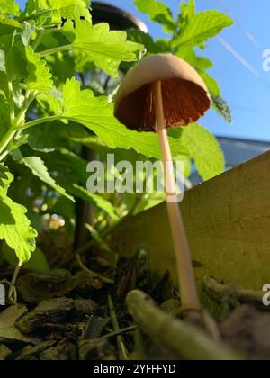 milky conecap (Conocybe apala Stock Photo - Alamy